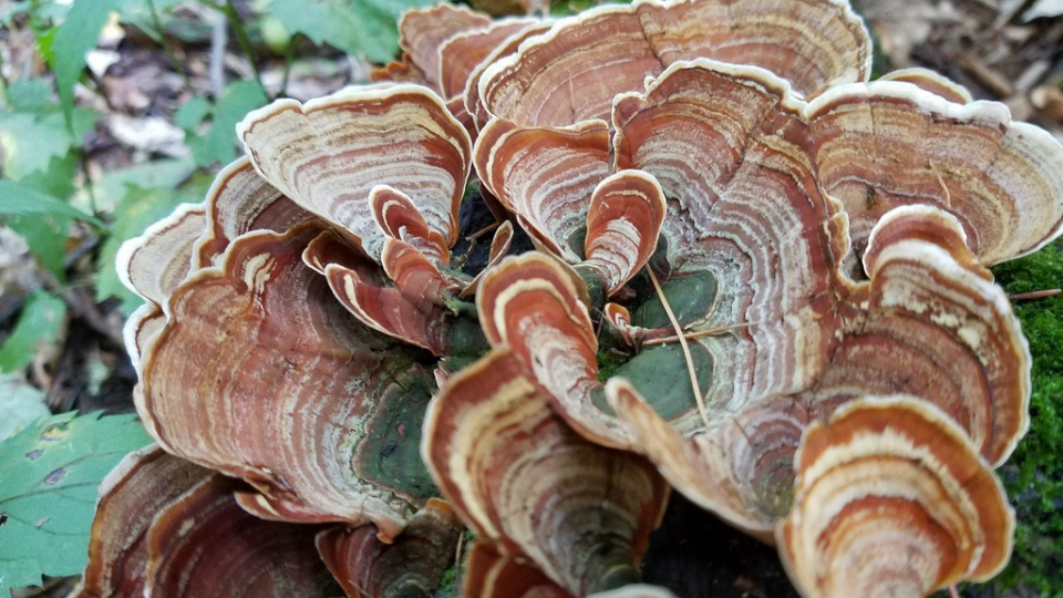 Turkey Tails: Unveiling the Colorful World of Medicinal Mushrooms