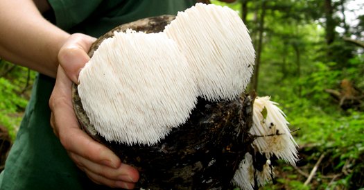 Growing Lion's Mane Indoors and Outdoors (A Step-by-Step Guide)