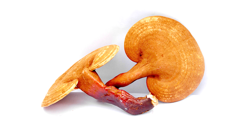 Reishi: Discover the Secrets of Ancient Herbal Medicine