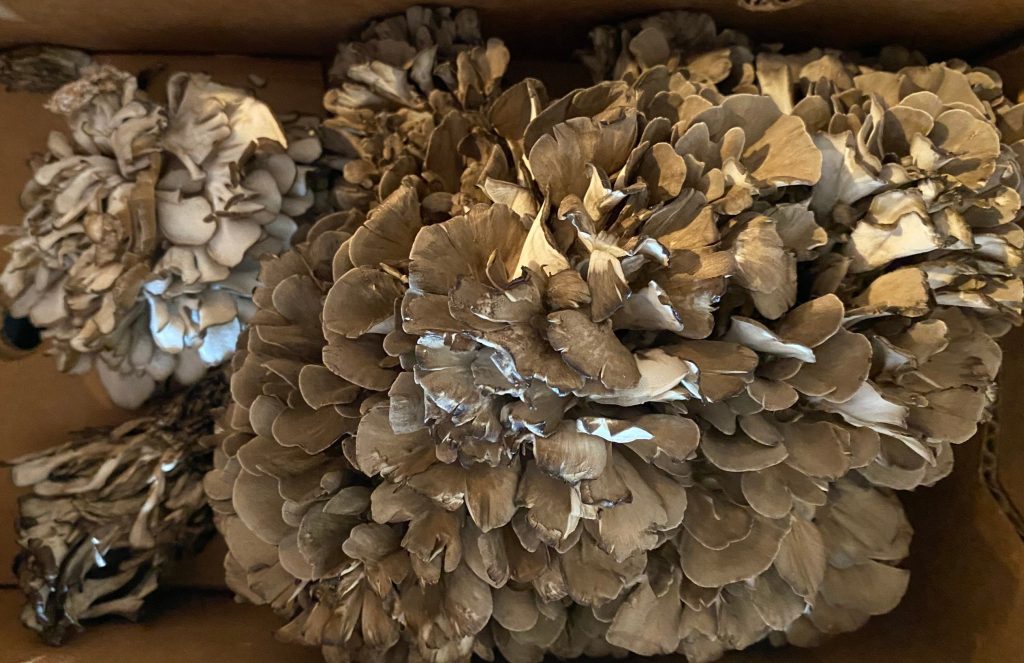 Maitake Mushrooms: Unleash Your Inner Chef with this Superfood