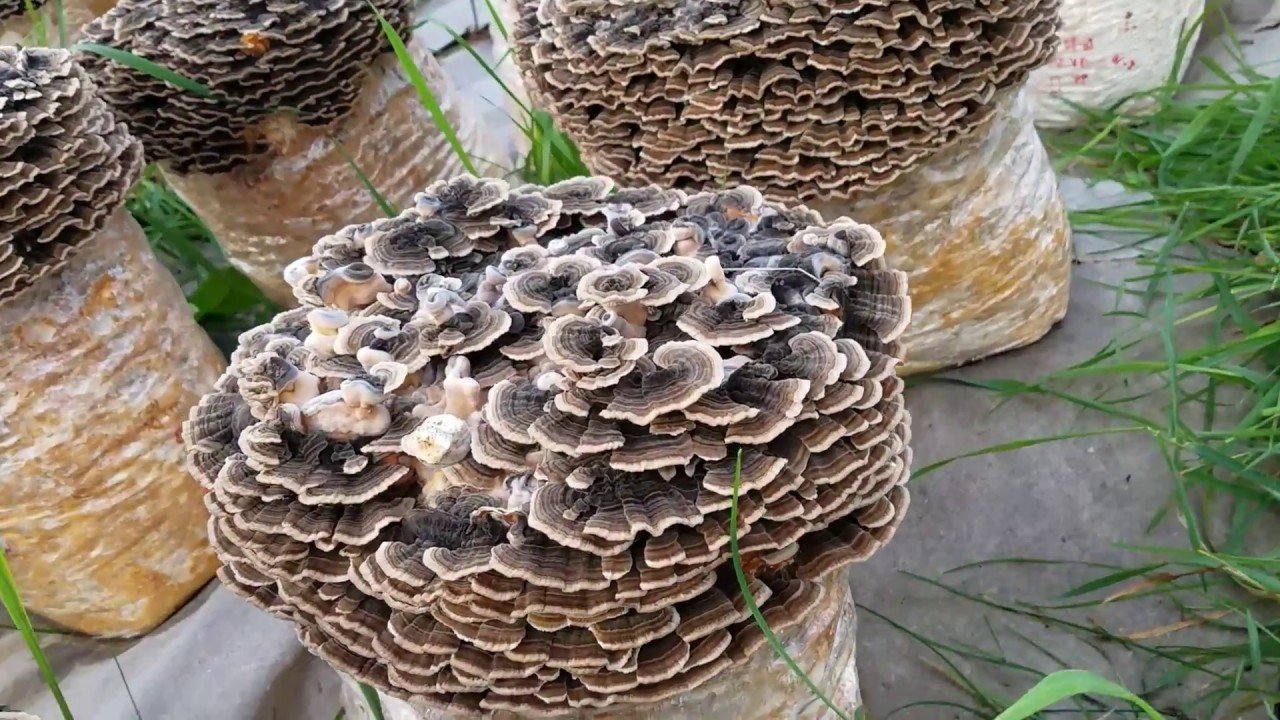 Turkey Tails: Unveiling the Colorful World of Medicinal Mushrooms