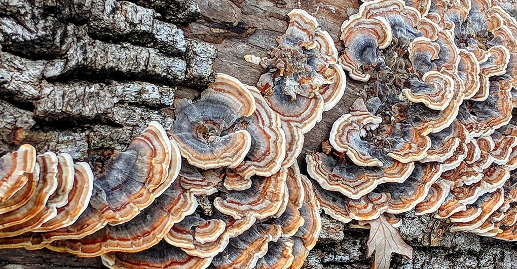 Turkey Tails: Unveiling the Colorful World of Medicinal Mushrooms