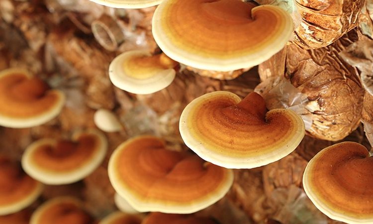 Reishi: Discover the Secrets of Ancient Herbal Medicine