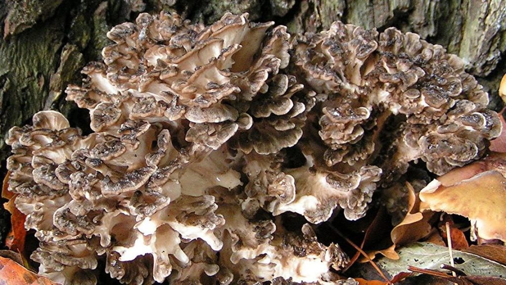 How to Cook Maitake Mushrooms (Recipes)