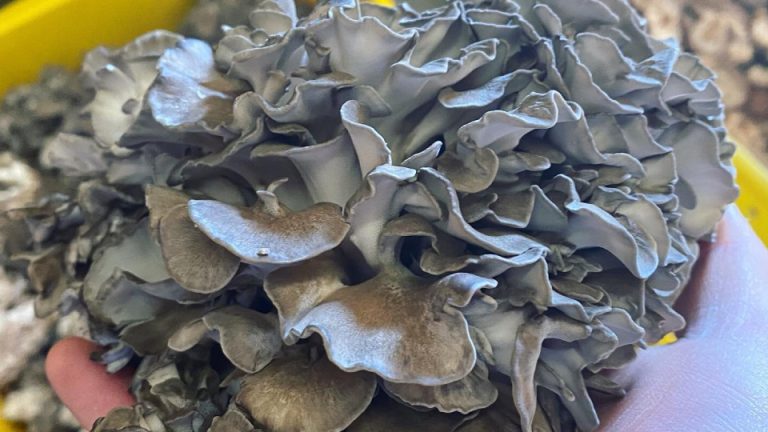 Growing Maitake Mushrooms At Home