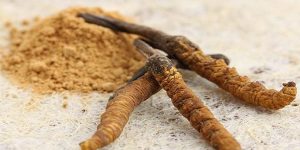 Cordyceps Sinensis vs. Militaris: Which Is Superior?