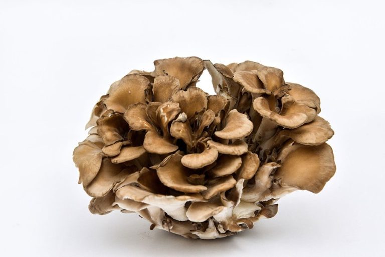 Growing Maitake Mushrooms At Home