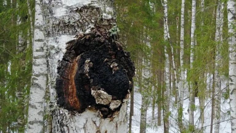 Chaga Mushroom Identification: Master the Art of Recognition