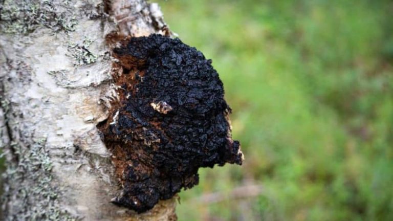 Chaga Mushroom Identification: Master the Art of Recognition