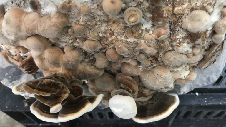 How to Grow Turkey Tail Mushrooms: A Step-by-Step Guide