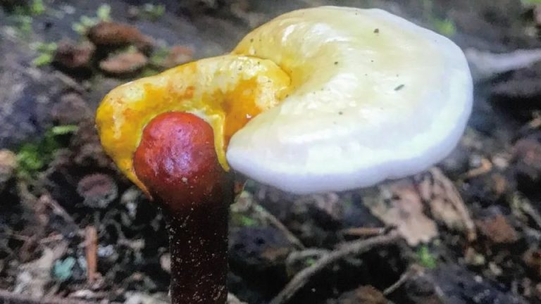 Ganoderma curtisii (Golden Reishi): Benefits, Uses and More