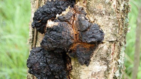 What Does Chaga Tea Taste Like? Our Experience To The Flavour