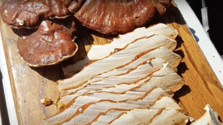 How to Dry Reishi Mushroom (3 Ways)