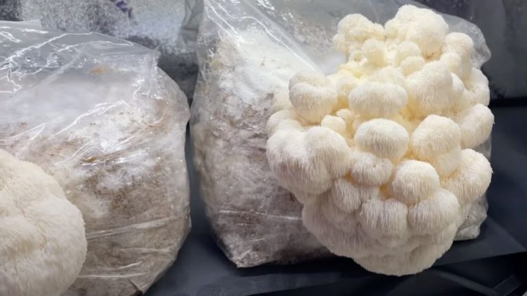 Exploring the Exquisite Taste of Lion's Mane Mushroom
