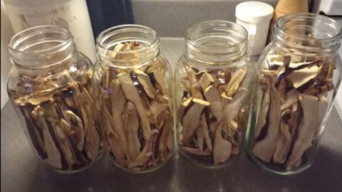 Reishi Tincture: How to Make it and Its Benefits