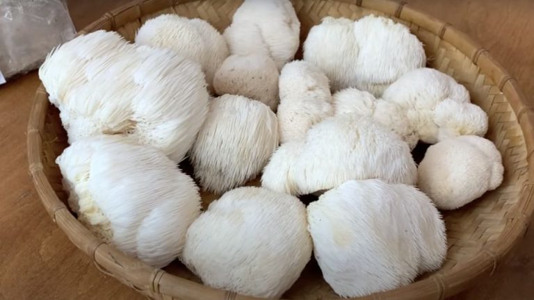 Lion's Mane Addiction: What You Need to Know